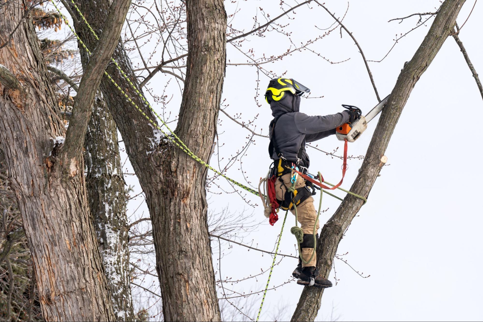 Top 7 Tree Company Lead Generation Services | Hook Agency
